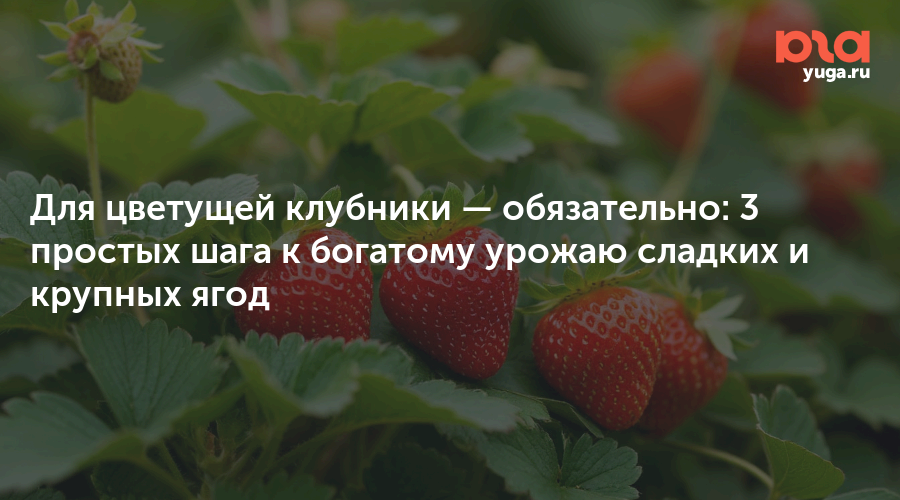 Для цветущей клубники — обязательно: 3 простых шага к богатому урожаю ...